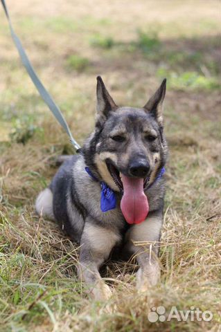 Самый лучший друг Френд ищет дом