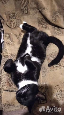 Котята в добрые руки бесплатно