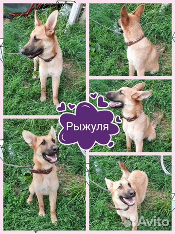 Малышка Рыжуля ищет дом