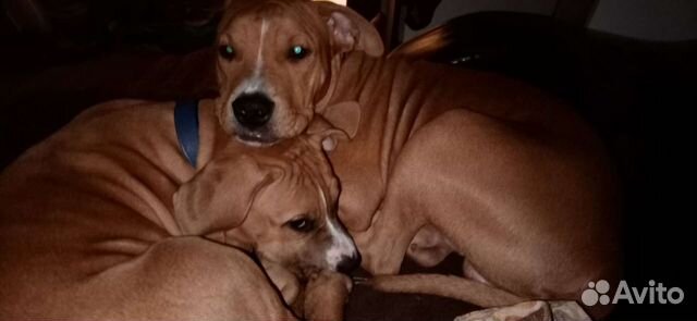 Стаффордширский терьер