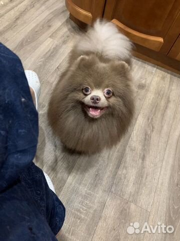 Шпицуля лиловый пати и однотонный