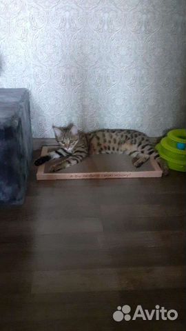 Бенгальская кошка