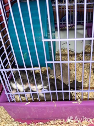 Серийские хомяки