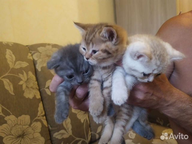 Плюшевые котята