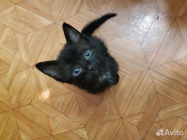 Котенок