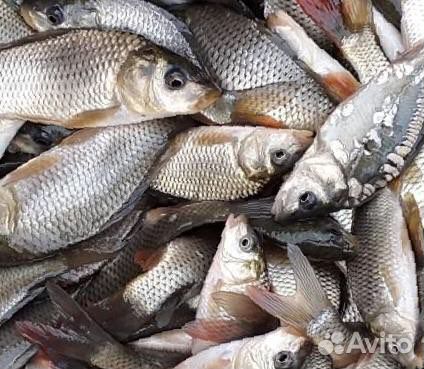 Рыбопосадочный материал. Малек карпа