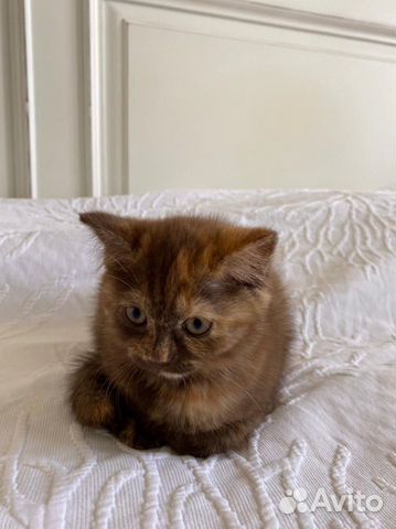 Шотланский котенок