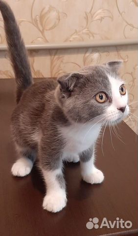 Вислоухий котёнок в добрые руки бесплатно