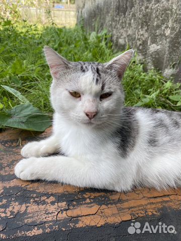 Полубританский кот в добрые руки