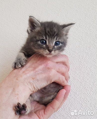 Котёночка Клёпа ищет дом