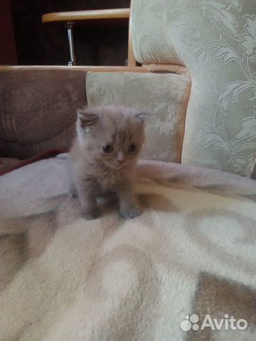 Британский котёнок