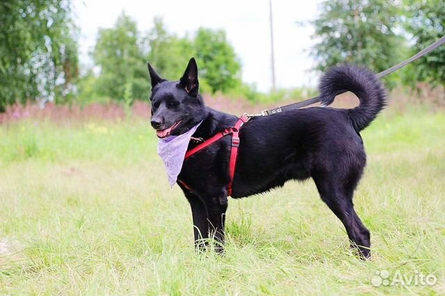 Шикарная Ночка ищет себе дом