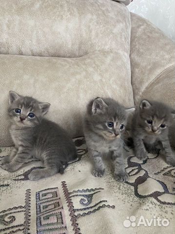 Котята в добрые руки