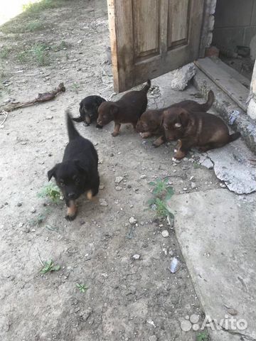 Австралийский келпи