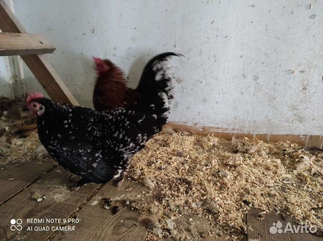 Семья бентамок