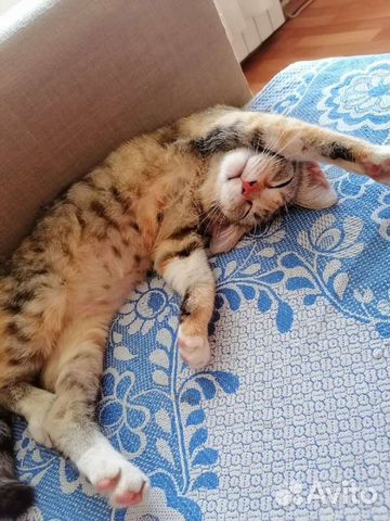 Кошка в дар