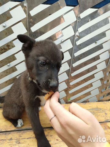 Щенок в добрые лапки