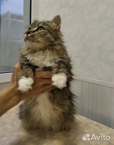 Кошка
