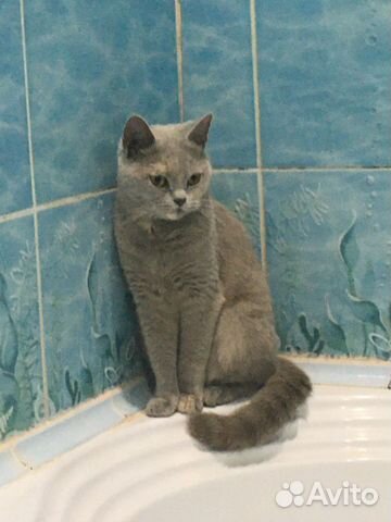 Кошка в дар
