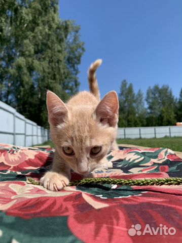 Котенок ищет дом, в добрые руки