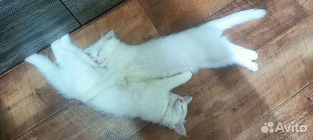Кошечка от турецкой ангоры