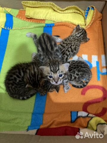 Бенгальская