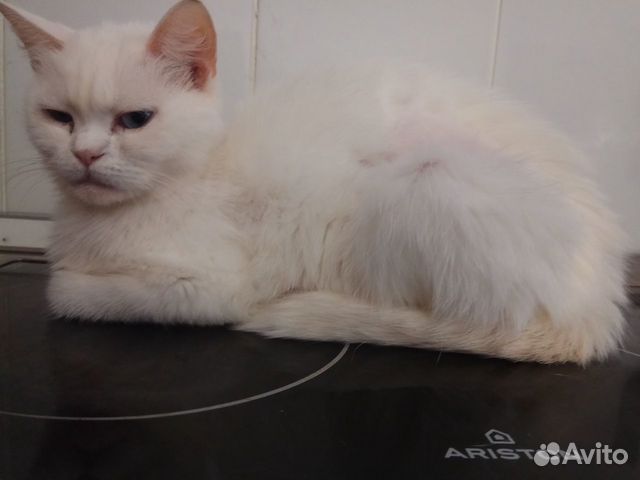 Кошки в добрые руки