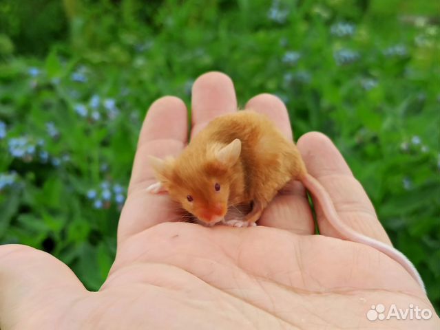 Декоративная мышь