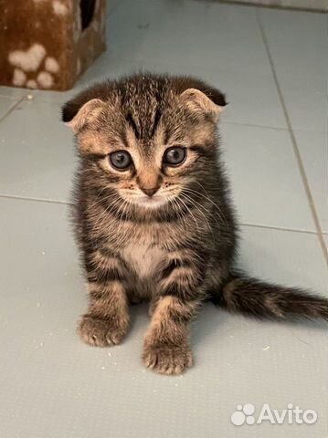 Котенок бесплатно