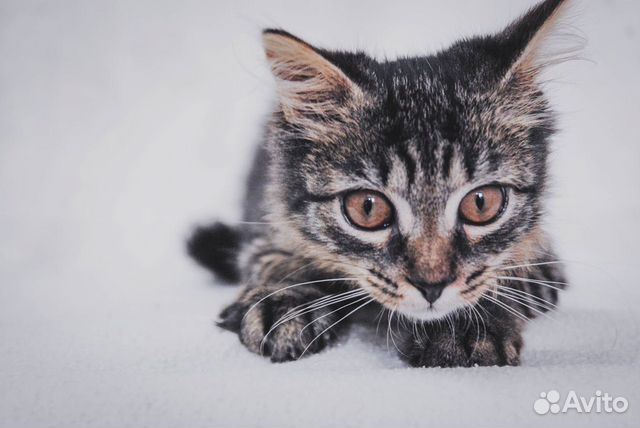 Шикарный котенок Шпрот ищет дом