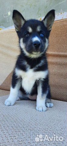 Щенок лайки