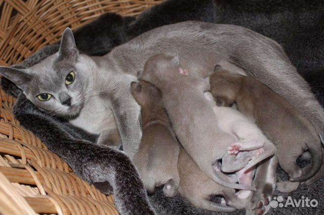 Бурманские котята голубые и лиловые