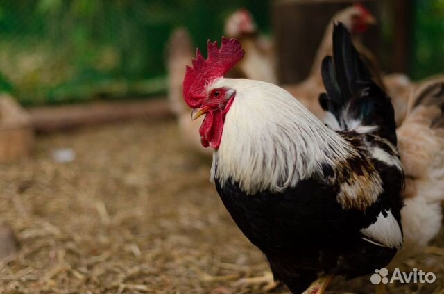 Петухи Загорская лососевая