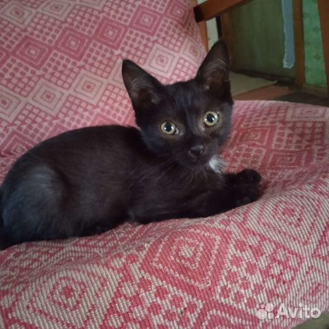 Чудо котенок