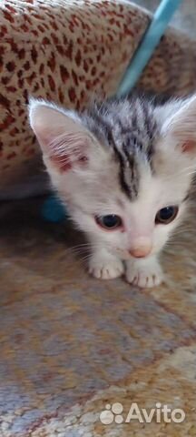 Котята приученые к лотку