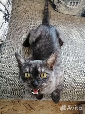 Отдам кота в добрые руки