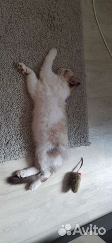 Ла-перм лаперм