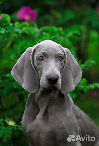 Перспективный щенок веймаранера (кобель)