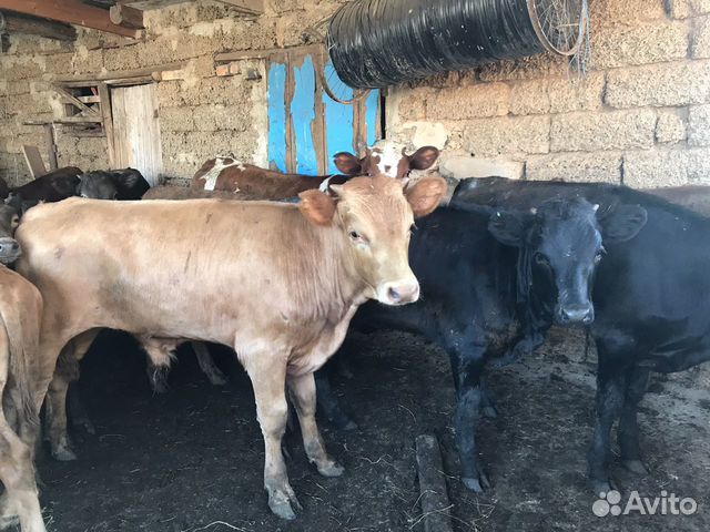 Быки и телки