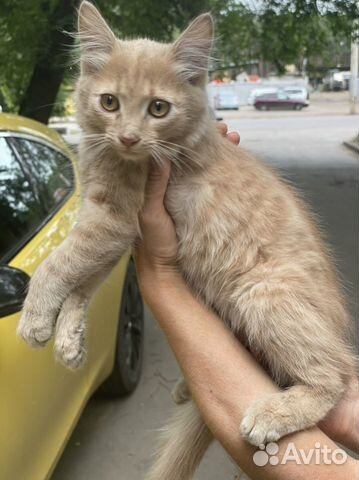 Рыжий котенок