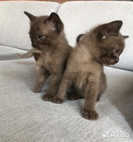 Бурманская кошка