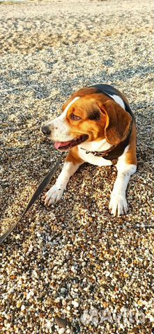 Бигль ищу невесту