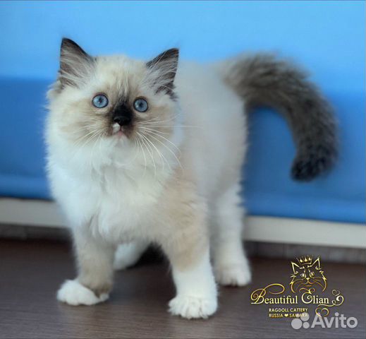 Котенок рэгдолл,девочка
