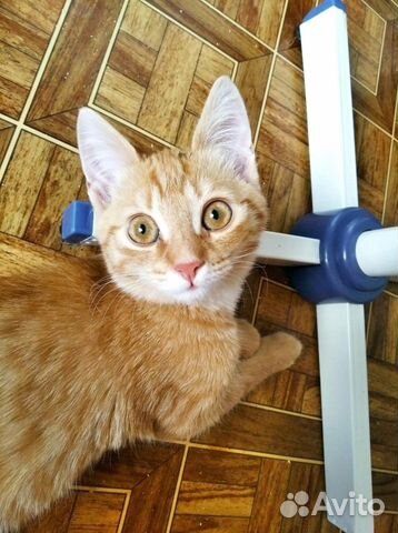 Парнишка в добрые руки