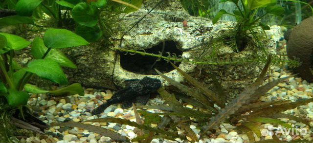 Аквариумная рыбка анцитрус (самочка)