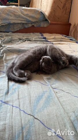 Отдам котенка в добрые руки, Отдам бесплатно в доб