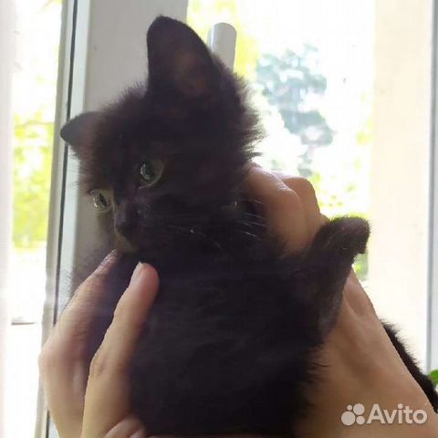 Котята в добрые руки бесплатно