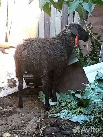 Овцы и бараны