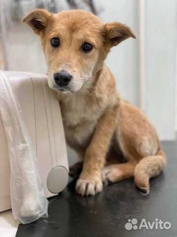 Собаки бесплатно в добрые руки