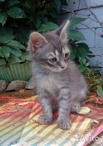 Котенок Гансик ищет дом